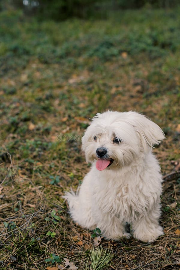 White Maltese Dog Walking Along the Forest Path in Spring Stock Photo ...