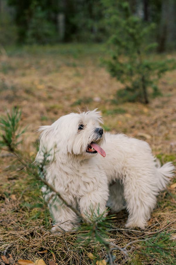 White Maltese Dog Walking Along the Forest Path in Spring Stock Photo ...