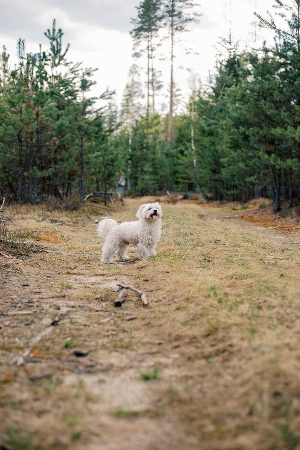 White Maltese Dog Walking Along the Forest Path in Spring Stock Image ...