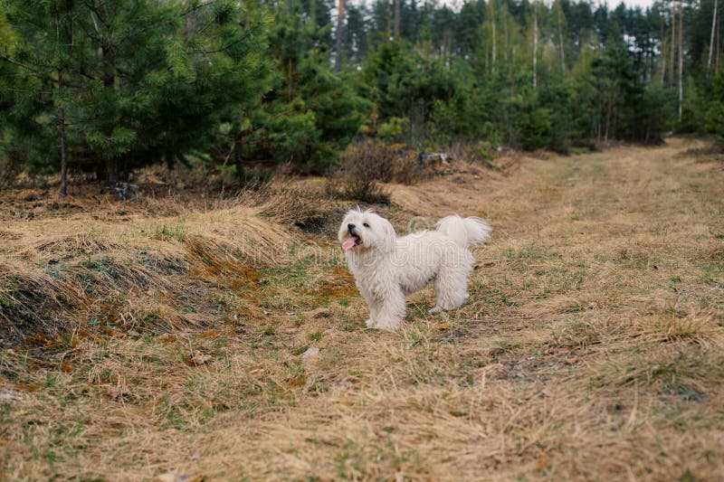 White Maltese Dog Walking Along the Forest Path in Spring Stock Image ...