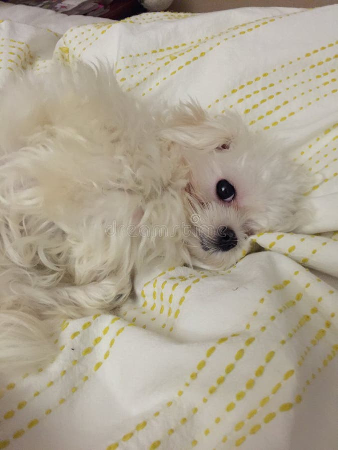White Maltese stock photo. Image of teacup, maltese, eyes - 48121650