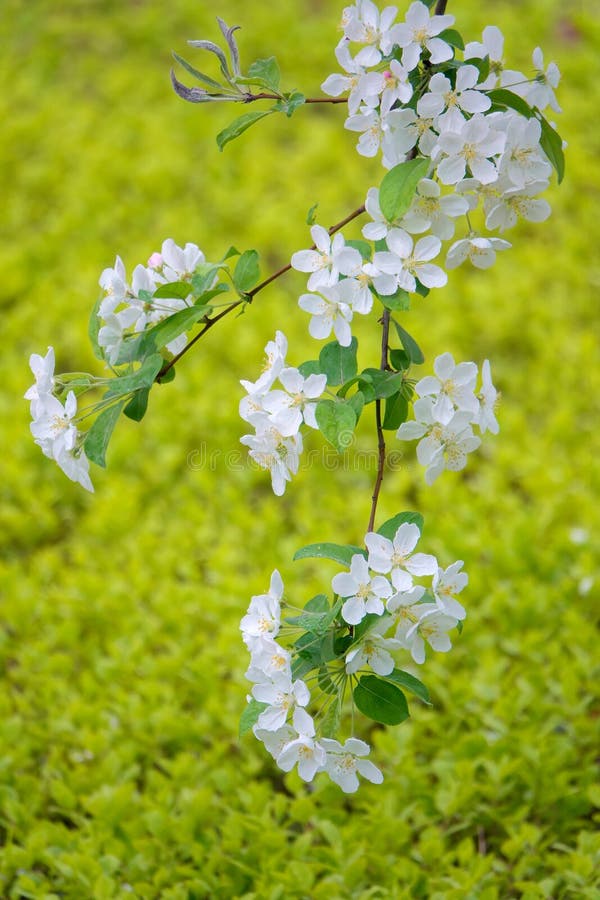 White Malus Crabapple Flowers Stock Image - Image of malus, bloom ...