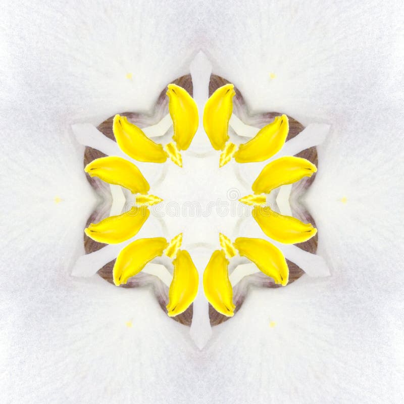 White Mandala Concentric Flower Center Kaleidoscope Stock Image - Image ...
