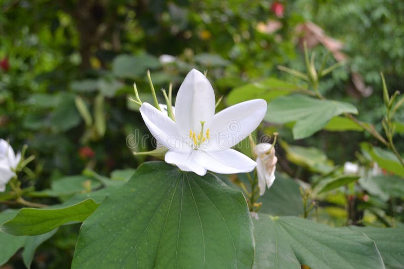 White Mandaram Stock Photos - Free & Royalty-Free Stock Photos from ...