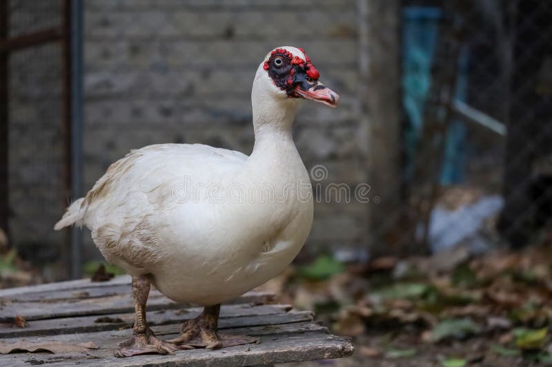 The White Mandarin Duck is Stand Up in Garden Stock Photo - Image of ...