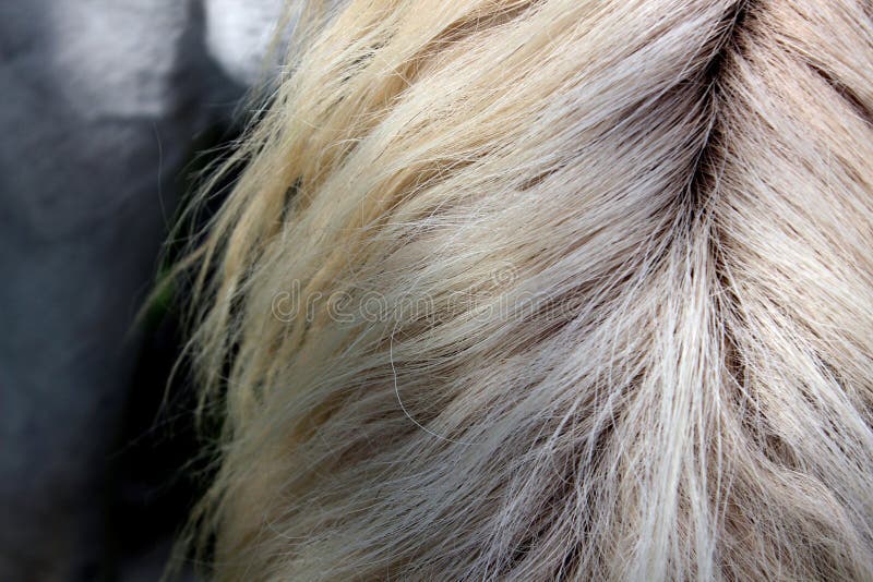 White mane stock image. Image of closeup, cerca, gris - 54907315