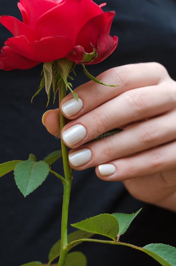 White Manicure. Female Hand Holding Red Rose Stock Image - Image of ...