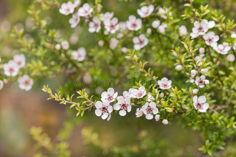 White Manuka Tree Flowers in Bloom with Blurred Background Stock Photo ...