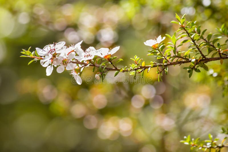 White Manuka Tree Flowers in Bloom with Copy Space Stock Photo - Image ...