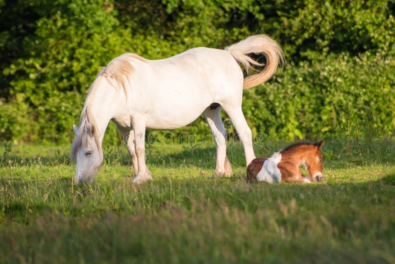 White Mare and Foal on the Meadow Stock Image - Image of born, bright ...