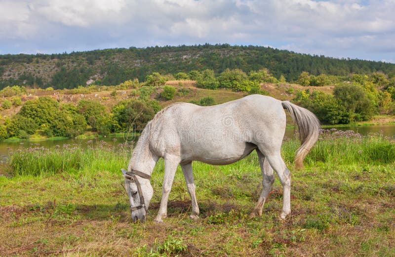 White mare onthe meadow stock photo. Image of beautiful - 77908772