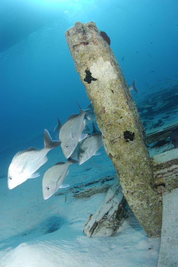 White Margate stock photo. Image of reef, coral, marine - 9220482