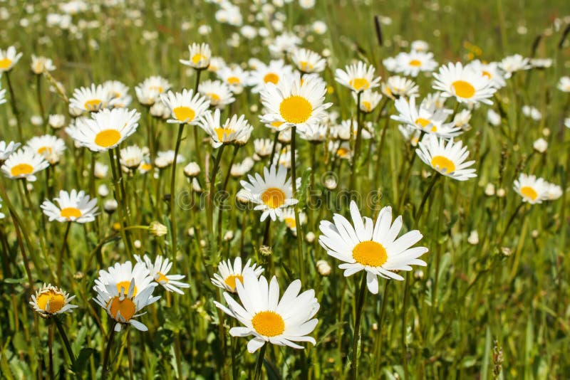 White marguerite flowers stock image. Image of closeup - 24909969