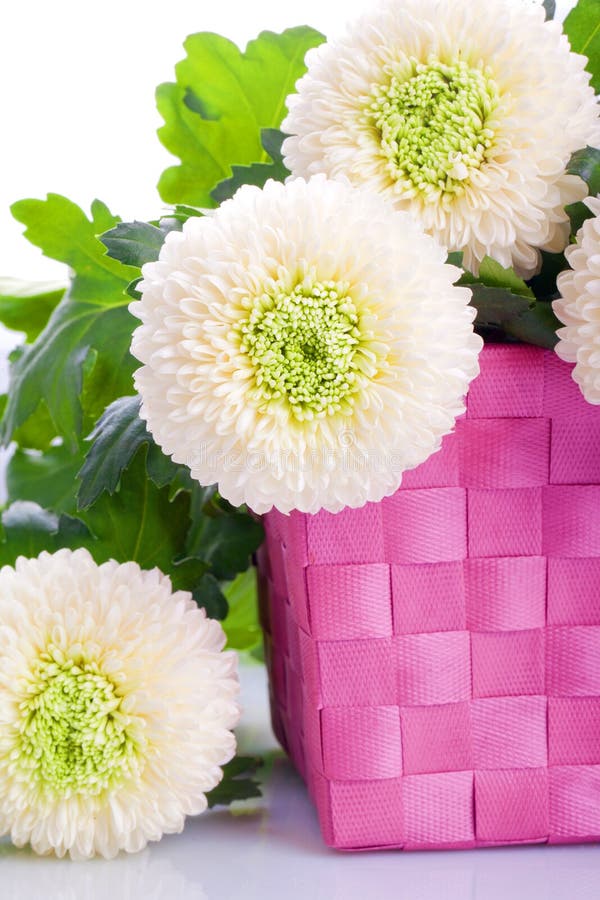 White Marigold Flower Bouquet Stock Photo - Image of carnation, pink ...