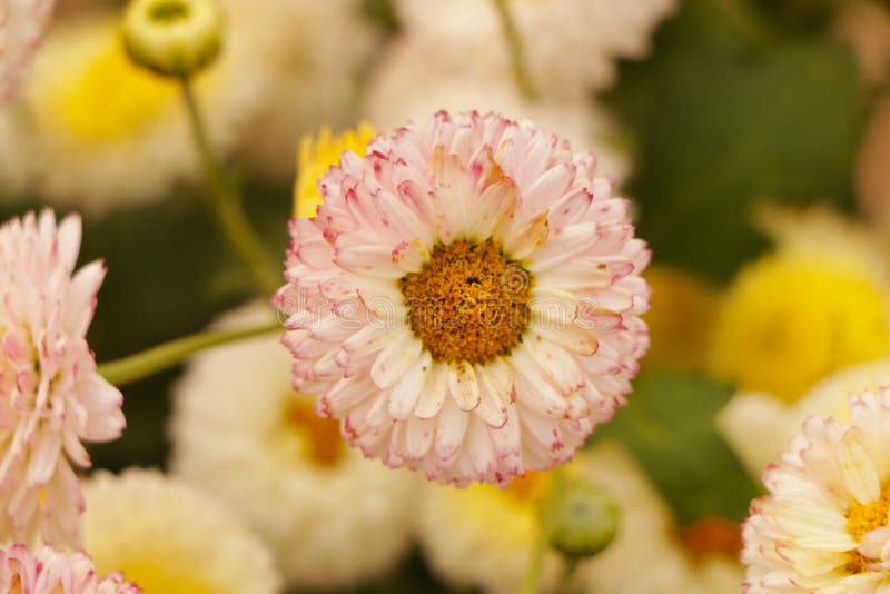 White marigold flowers stock photo. Image of daylight - 101547156