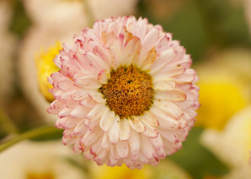 White Marigold Flower in Garden Stock Image - Image of chandigarh ...
