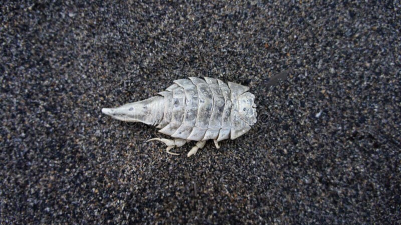 White Marine Parasite on a Sandy Beach Stock Image - Image of sunshine ...