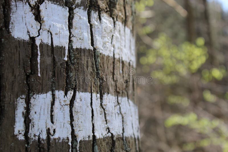 White markings on the tree stock image. Image of 2020 - 180307801