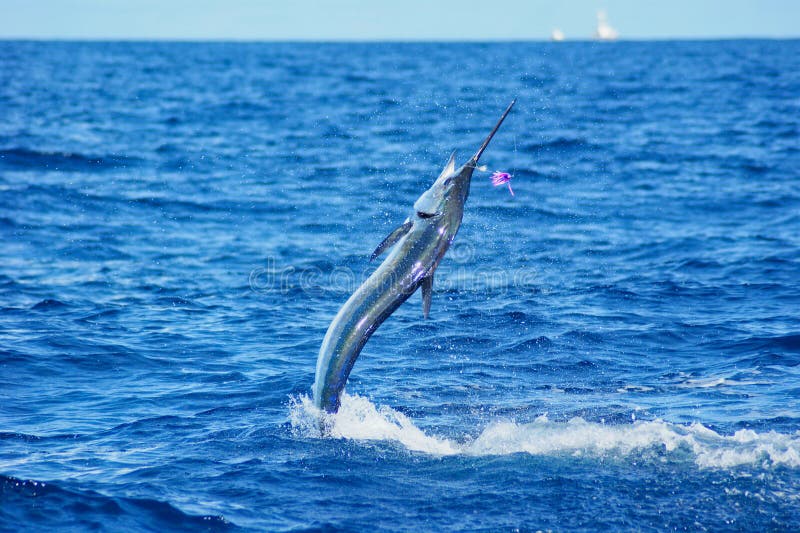 110+ Marlin Free Stock Photos - StockFreeImages