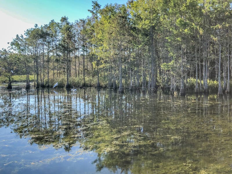 White marsh birds stock photo. Image of bayou, marsh - 106005934
