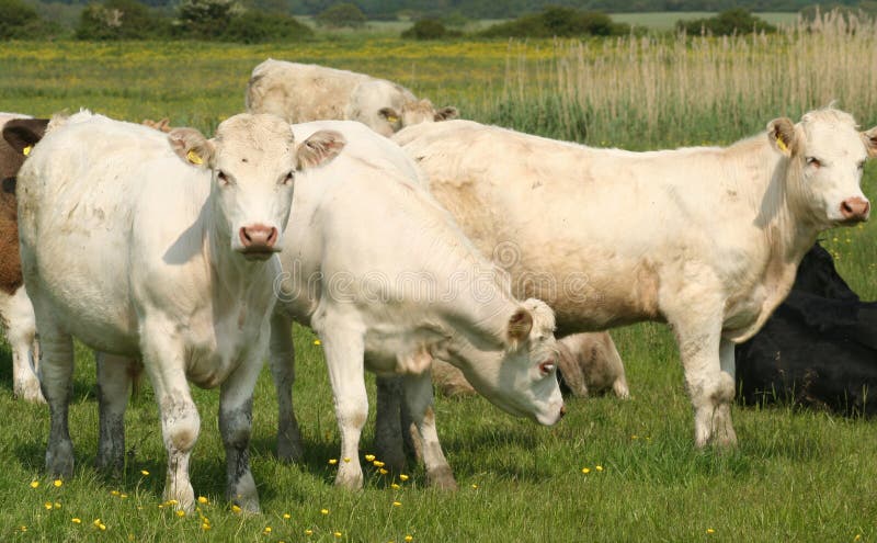 White marsh cattle stock photo. Image of pack, livestock - 858044