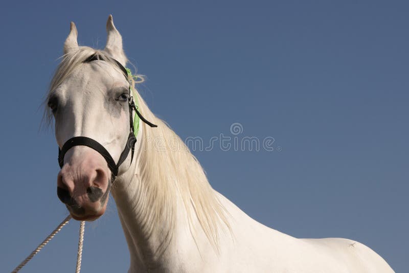 Marwari Horse stock image. Image of marwari, festival - 3810283