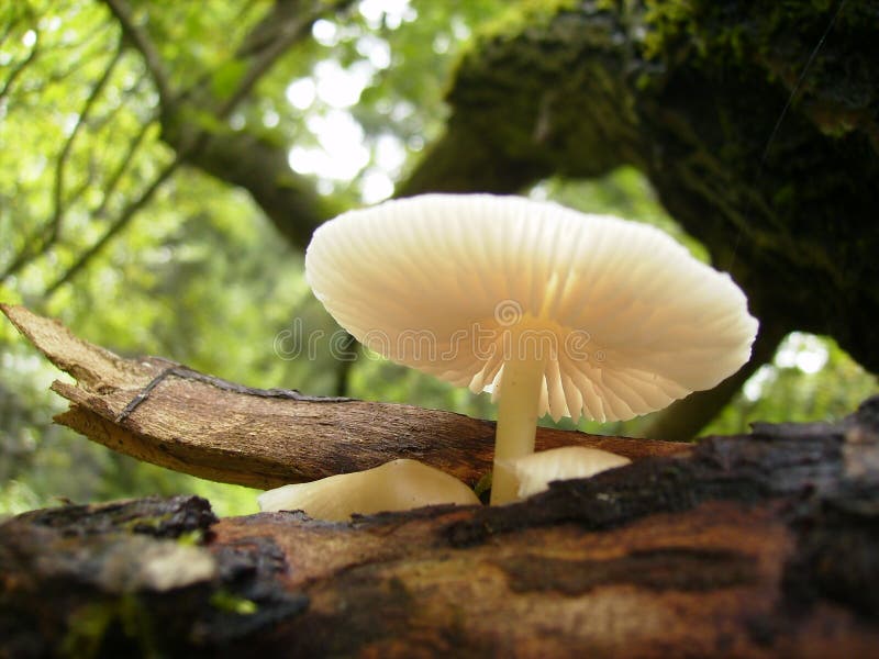White mashroom stock photo. Image of macro, nature, forest - 48409064