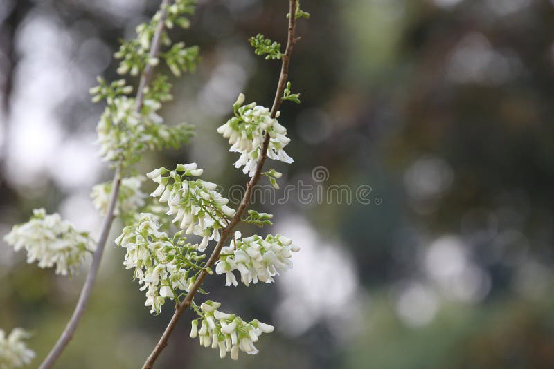 Mata Raton Stock Photos - Free & Royalty-Free Stock Photos from Dreamstime