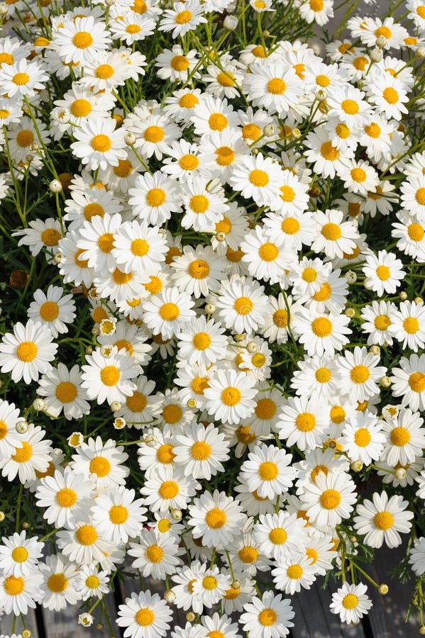 Matricaria chamomilla. stock image. Image of healing - 31943545