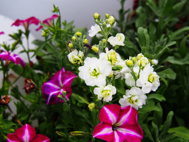 Bouquet Of Fragrant White Stock Flowers (matthiola) Stock Photo - Image ...