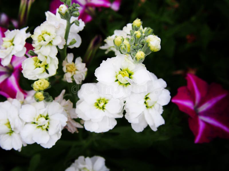White Matthiola stock photo. Image of green, flowered - 75401652