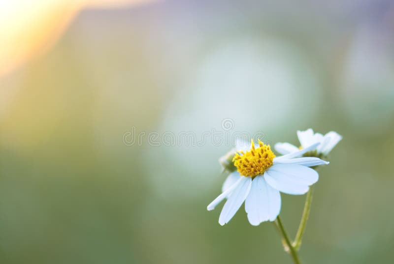 White Meadow Flower in Field with Sunrise Soft Focus for Backgr Stock ...