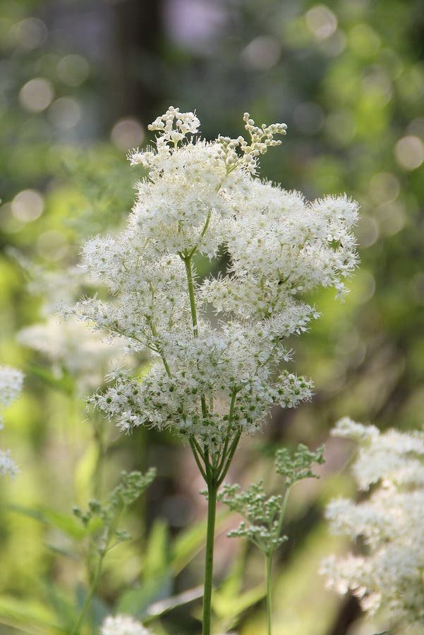 Meadowsweet Flowers in a Wild Meadow on a Hill. a Valuable Medicinal ...