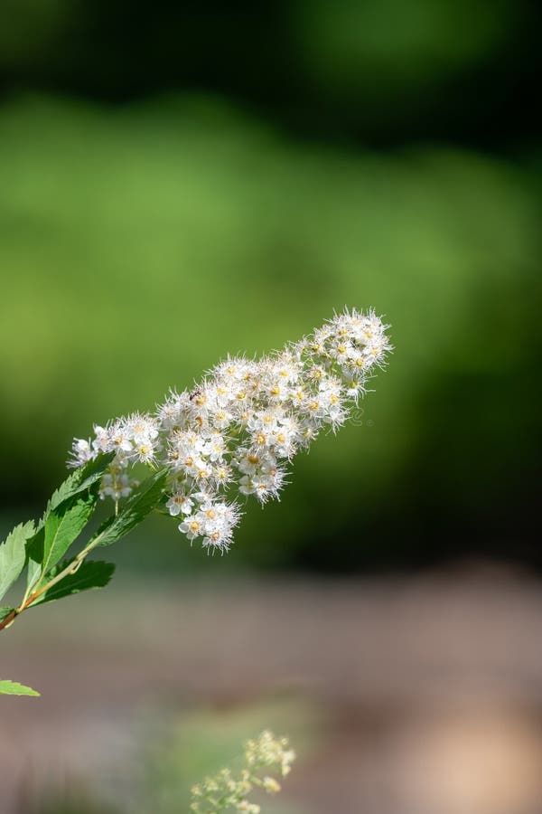 White Meadowsweet (spiraea Alba) Flowers Stock Photo - Image of flora ...