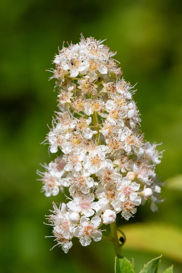 Spiraea Alba, Meadowsweet or Pale Bridewort White Pink Flowers and ...