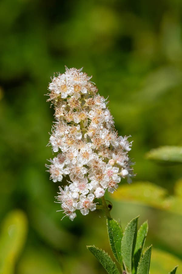 Spiraea Alba, Meadowsweet or Pale Bridewort White Pink Flowers and ...