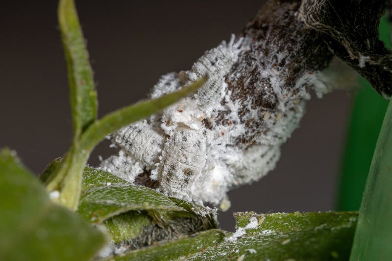 White Scale Insects stock photo. Image of arthropod - 228541934