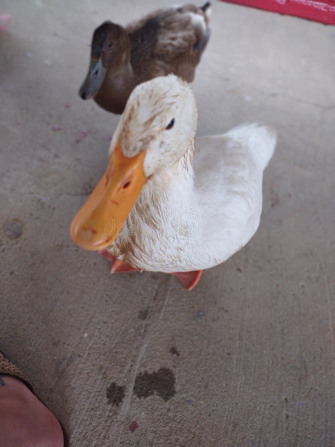 White mean Duck stock image. Image of duck, yellow, wildlife - 253632031
