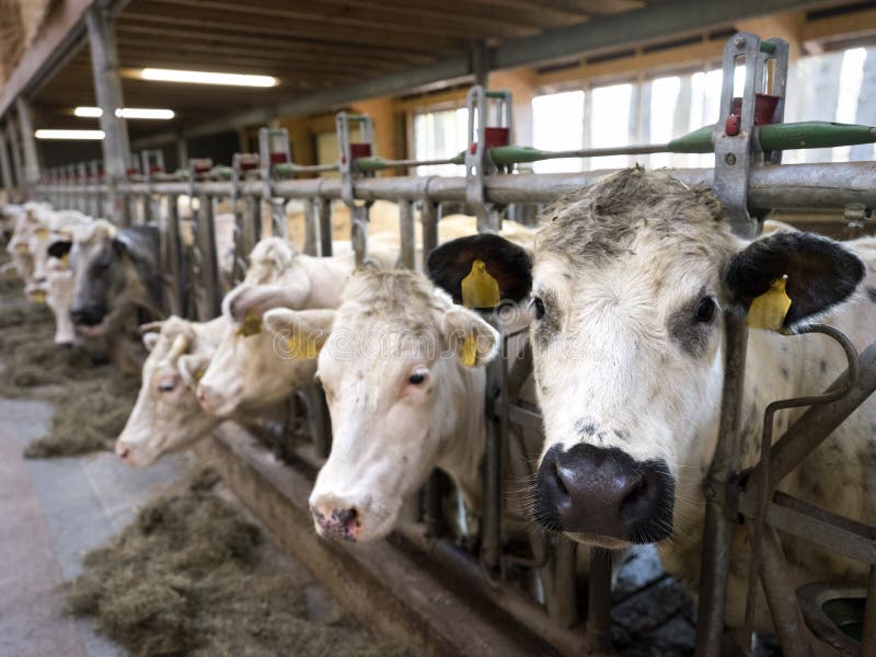 White Meat Cows Inside Barn on Farm in Holland Stock Image - Image of ...
