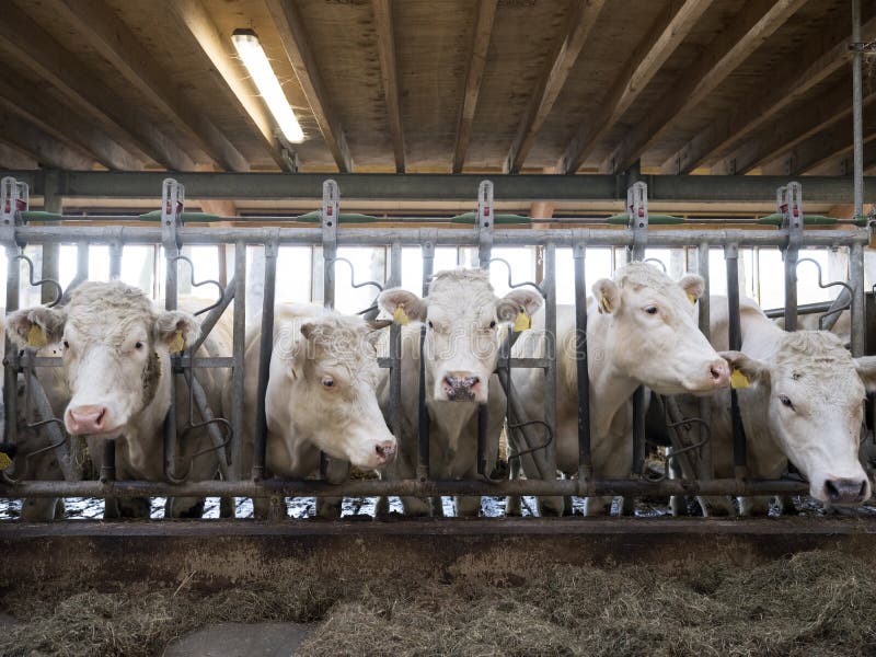 White Meat Cows Inside Barn on Farm in Holland Stock Image - Image of ...