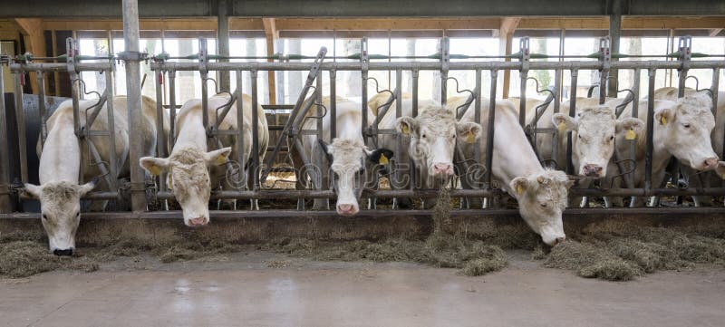 White Meat Cows Inside Barn on Farm in Holland Stock Photo - Image of ...