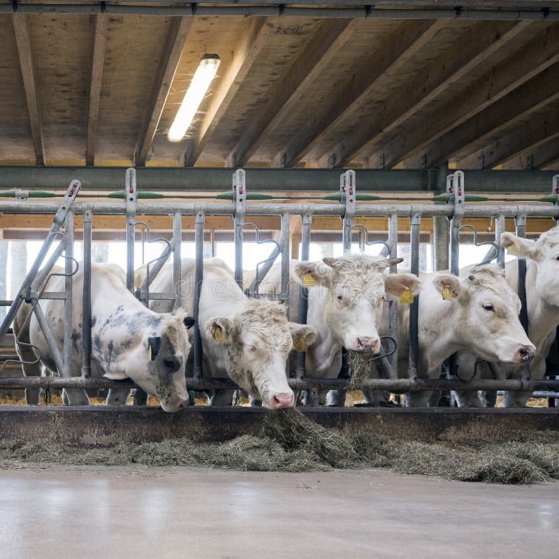 White Meat Cows Inside Barn on Farm in Holland Stock Image - Image of ...