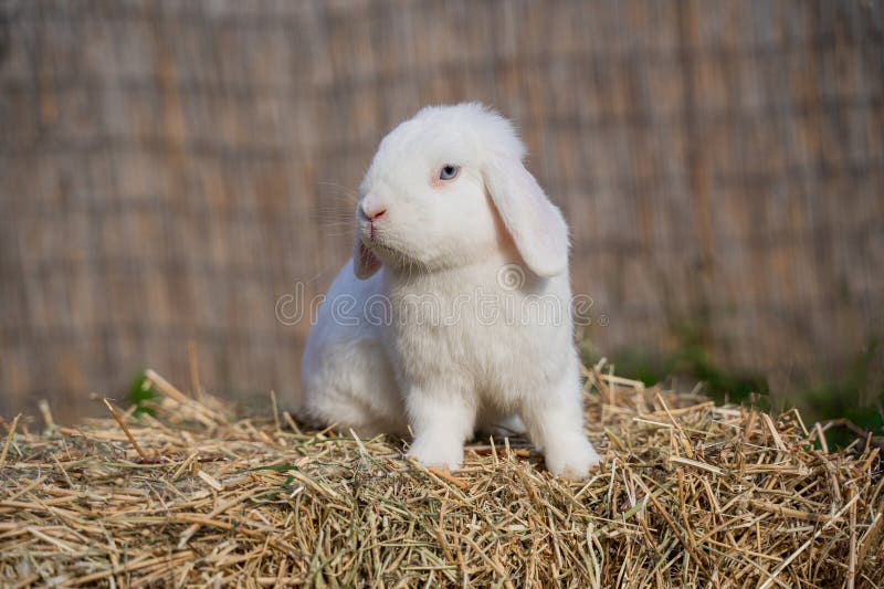 White Medium-sized Lop-eared Rabbit Ram Sits on Dry Grass on a Sunny ...