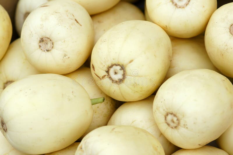 White melon stock photo. Image of backgrounds, fruits - 19460716