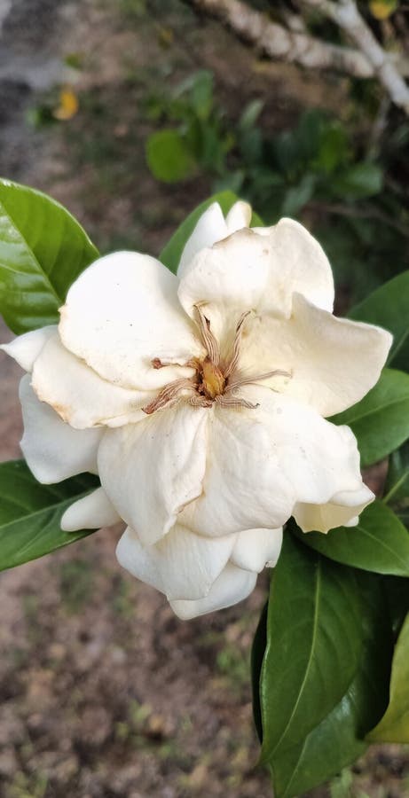 White melur flowers stock photo. Image of tree, wildflower - 363493050