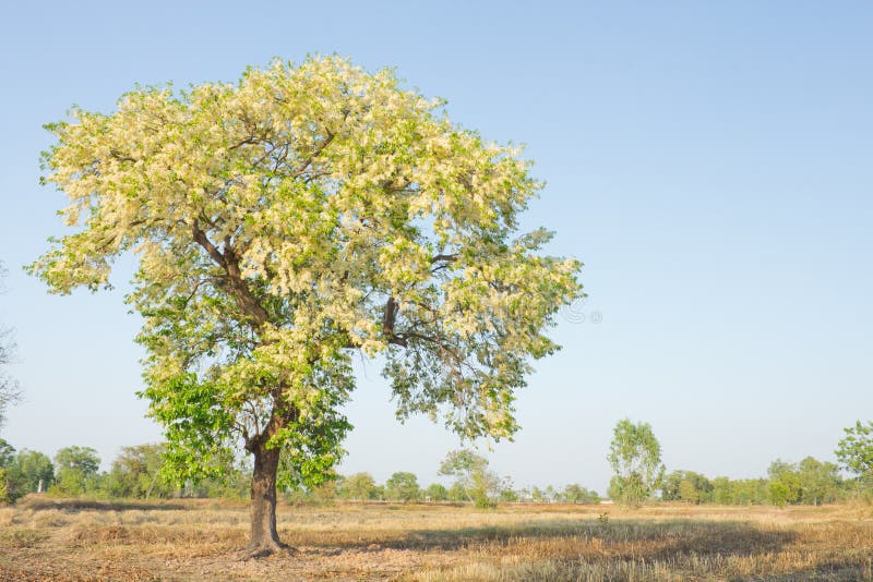 107 Meranti Tree Stock Photos - Free & Royalty-Free Stock Photos from ...