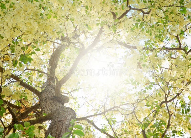 Texture Meranti Stock Photos - Free & Royalty-Free Stock Photos from ...