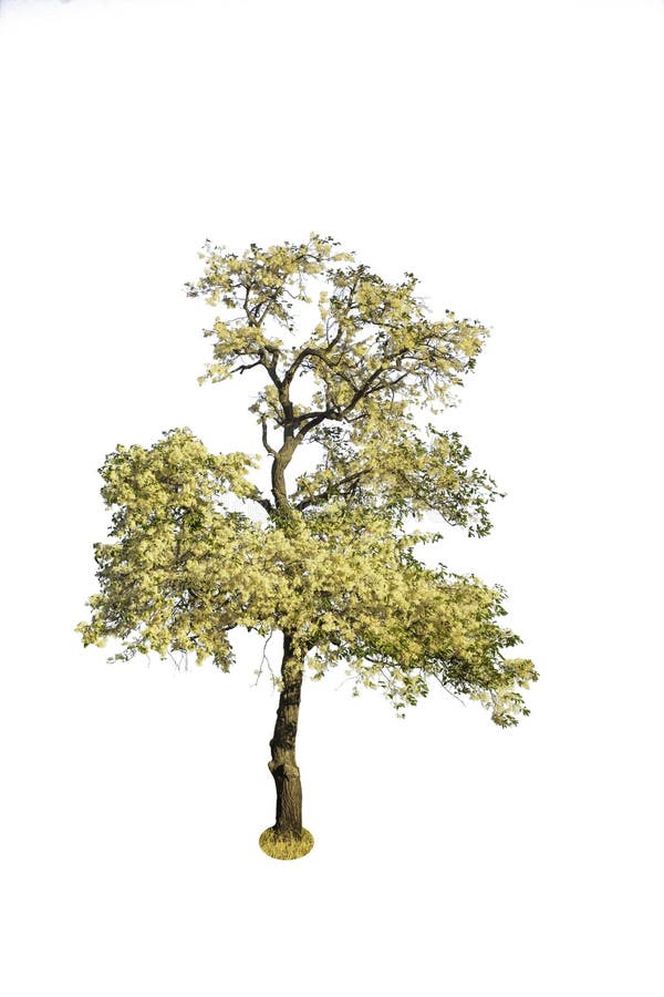 White Meranti stock image. Image of flower, beautiful - 169503189