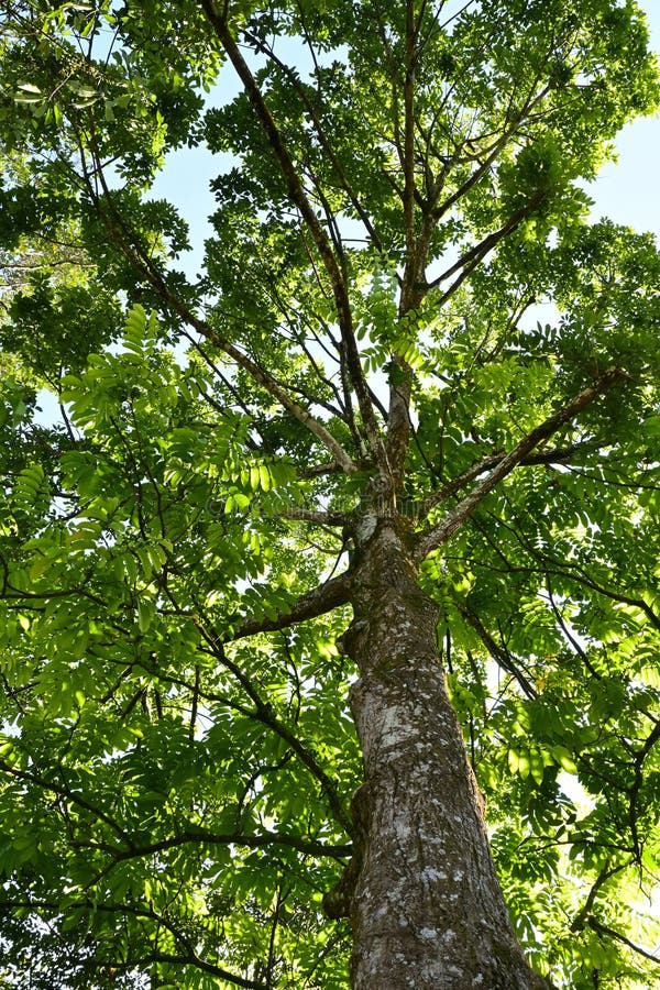 Shorea Roxburghii (Temak or White Meranti) with Lush Leaves, View from ...