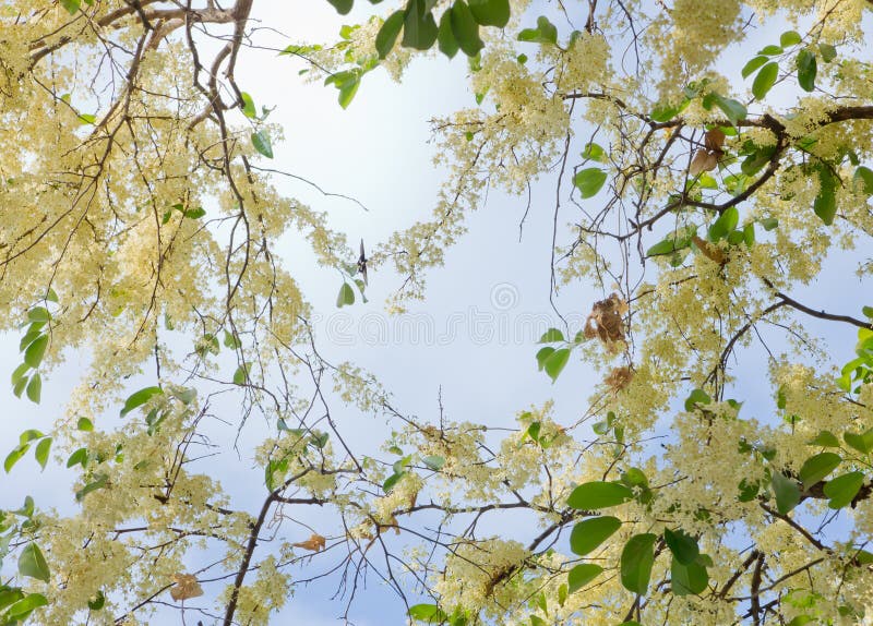 Texture Meranti Stock Photos - Free & Royalty-Free Stock Photos from ...